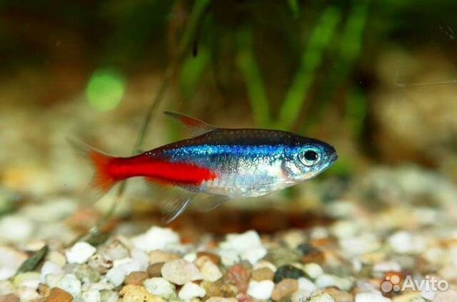 Неон голубой