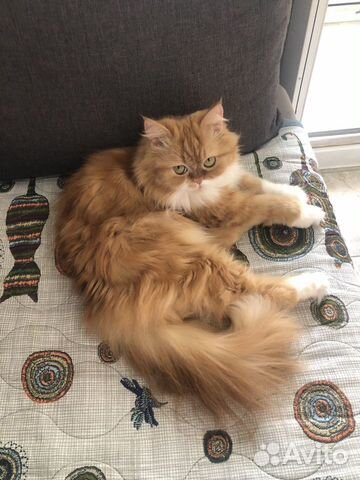 Шотландская кошка