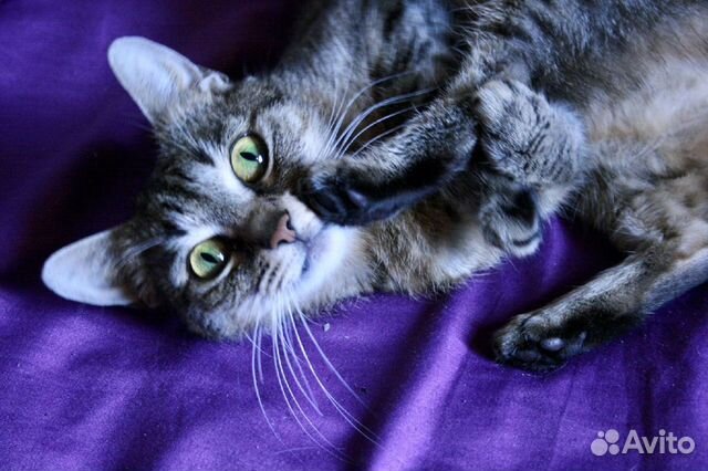 Миниатюрная красавица с огромными глазами