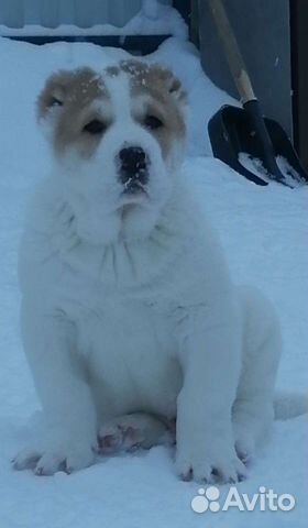 Среднеазиатская овчарка