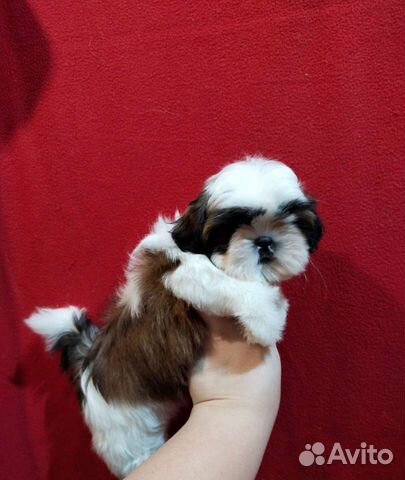 Шикарные малыши различных окрасов