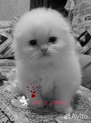 Скотиш фолд Хайленд