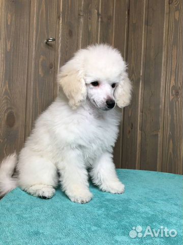 Щенок той пуделя