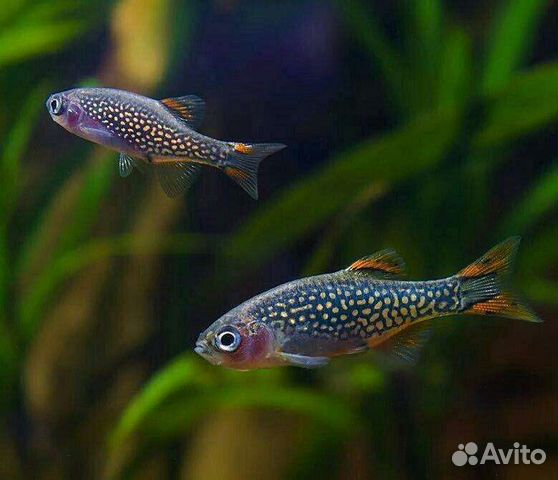 Растибора галактика