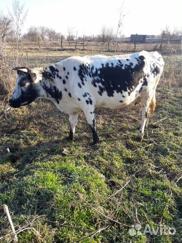 Корова и телка