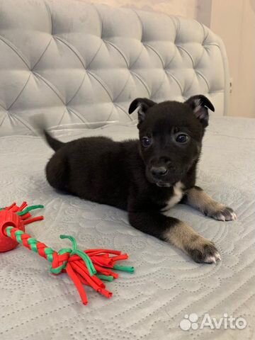 Мультяшные щенята в добрые руки