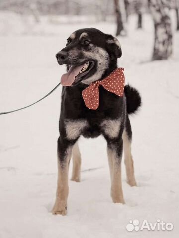 Восточноевропейская овчарка Макс живёт в приюте