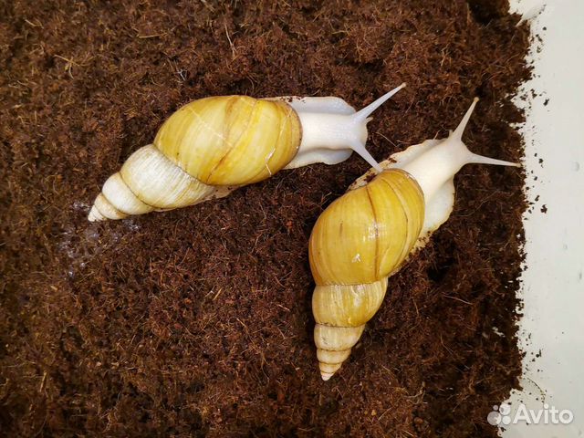 Улитки Ахатины родация альбино