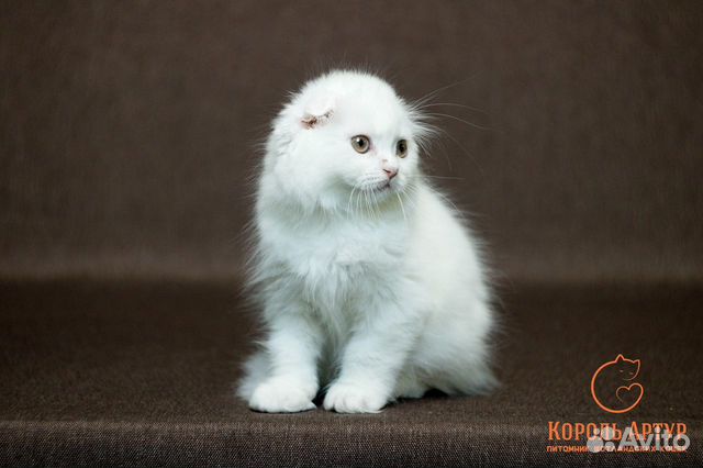 Шотландский котенок Харли