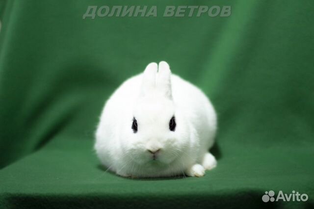 Карликовые кролики хохоты импорт Германия