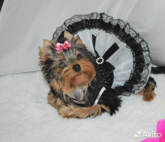 Йоркширский терьер щенки