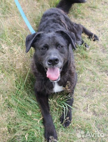 Макс живет в приюте