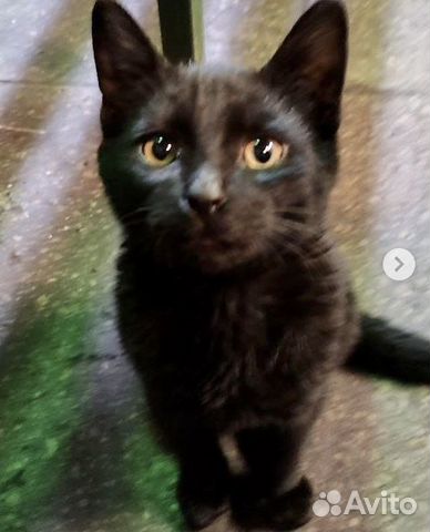 Чёрный ласковый котёнок с фабрики