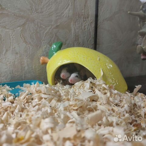 Японские мыши с домом