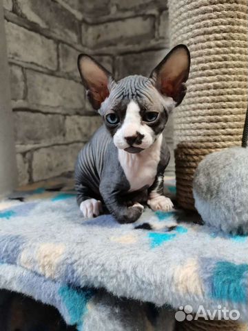 Канадский сфинкс котенок