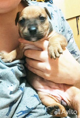 Щенок стаффорда