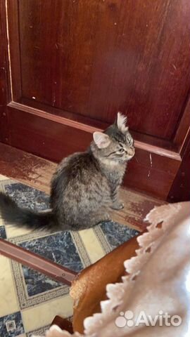 Кошечка мэйкун