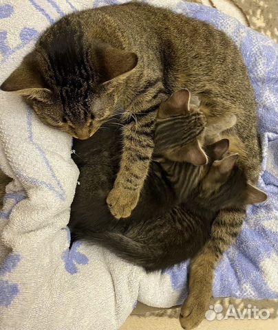 Котята в добрые руки