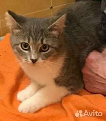 Котенок Эмма великолепная