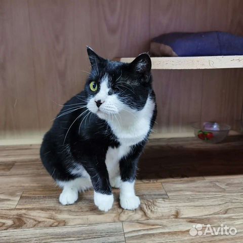 Кошка в добрые руки