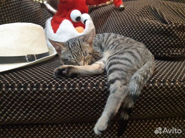 Мальчик чаузи