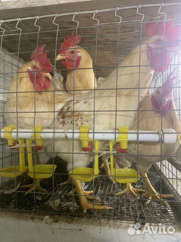 Питухи живые