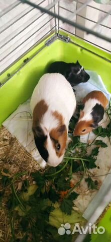 Морская свинка