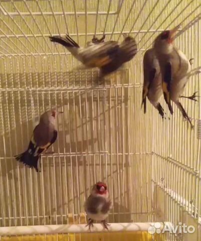 Щегол