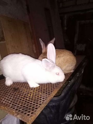 Кролики мясных пород