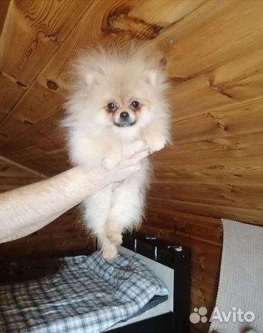 Померанский шпиц мини щенок