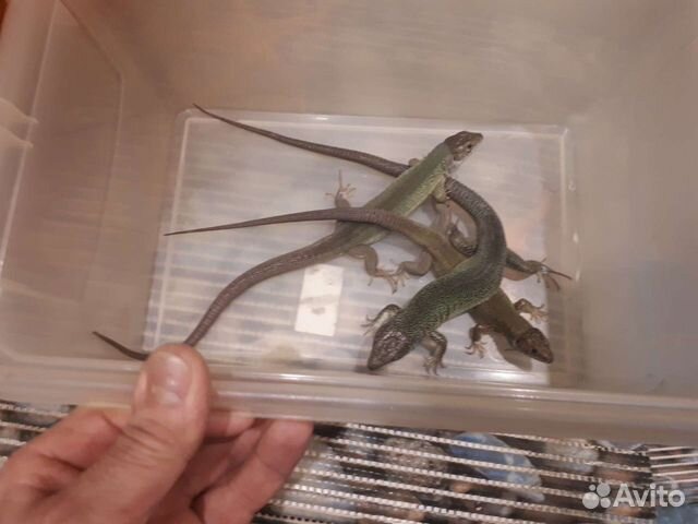 Зеленая ящерица