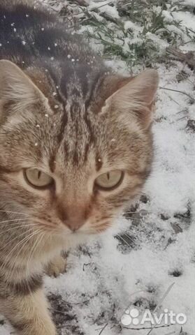 Кошечка после операции,которой некуда идти