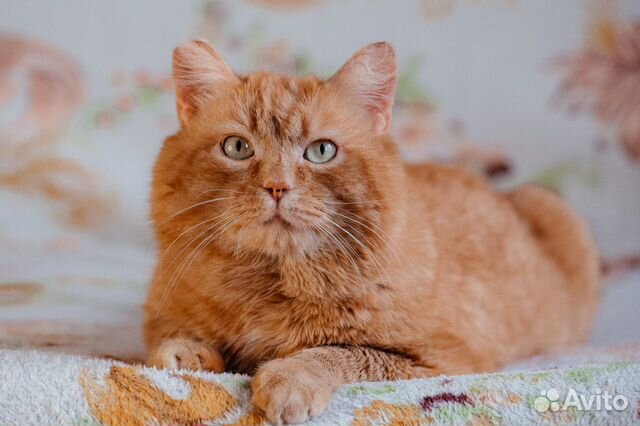 Кот большой рыжий