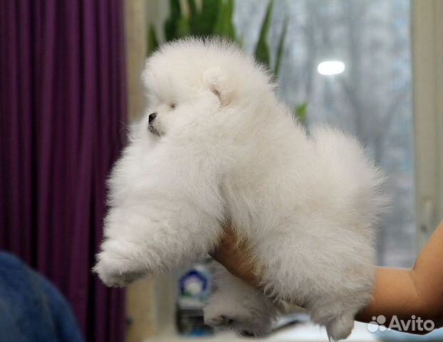 Лучший щенок девочка