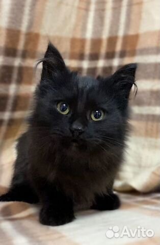 Самый чудесный котёнок - мальчик