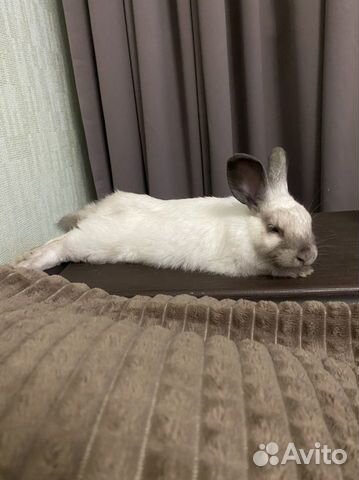 Декоративные кролики