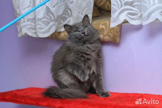 Кошка Уля