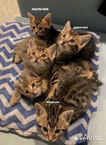 Котята метисы