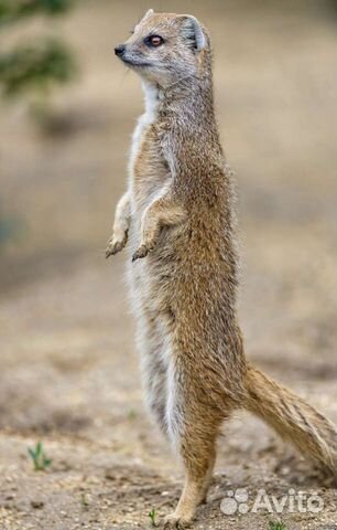 Мангуст лисий