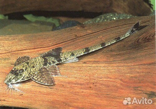 Рыбка Лорикария