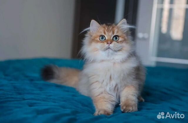 Британский котенок дш