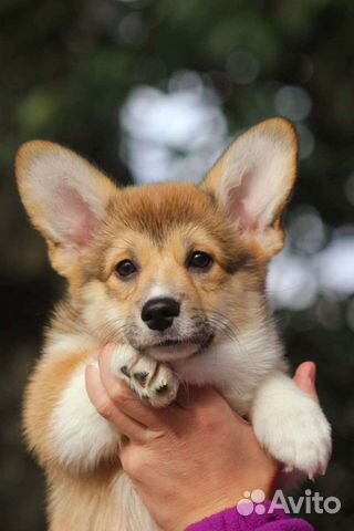 Девочка вельш-корги пемброк