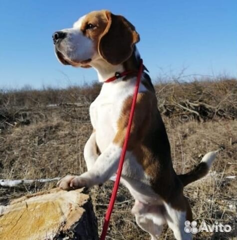 Продам щенков бигля