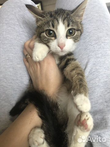 Ищем дом котеночку 3 месяца