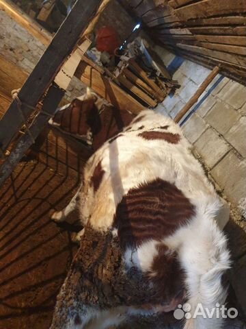 Телка 2 года