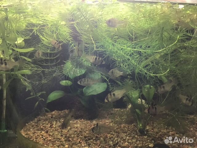 Аквариумные рыбки и растения