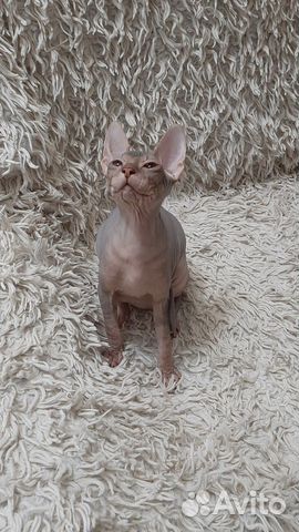 Котята донской сфинкс