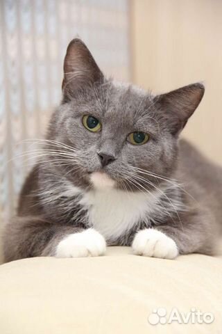 Кошка Дымка в добрые руки