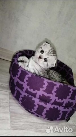 Шотландская вислоухая кошка