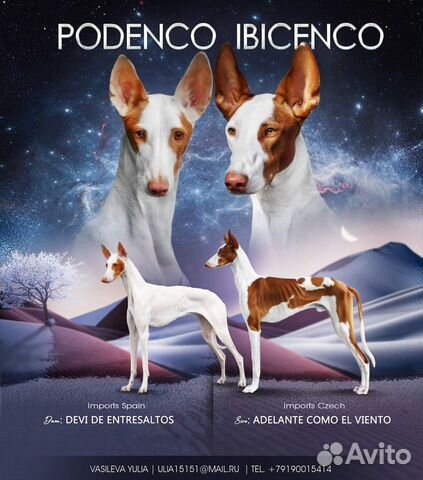 Поденко ибиценко